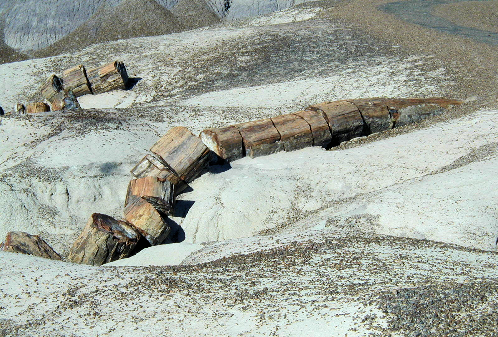 JessStryker.com: Long sectioned of Sliced Petrified Log