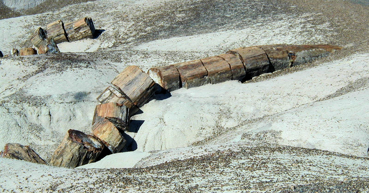 JessStryker.com: Long sectioned of Sliced Petrified Log