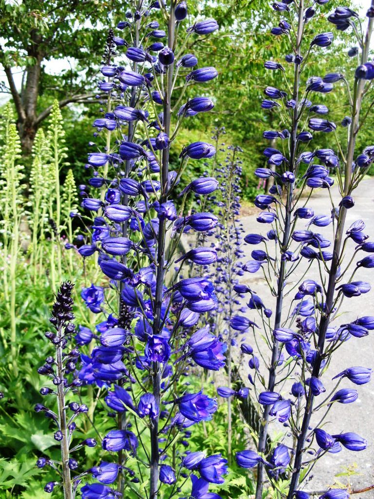 Kelli's Northern Ireland Garden: Delphinium