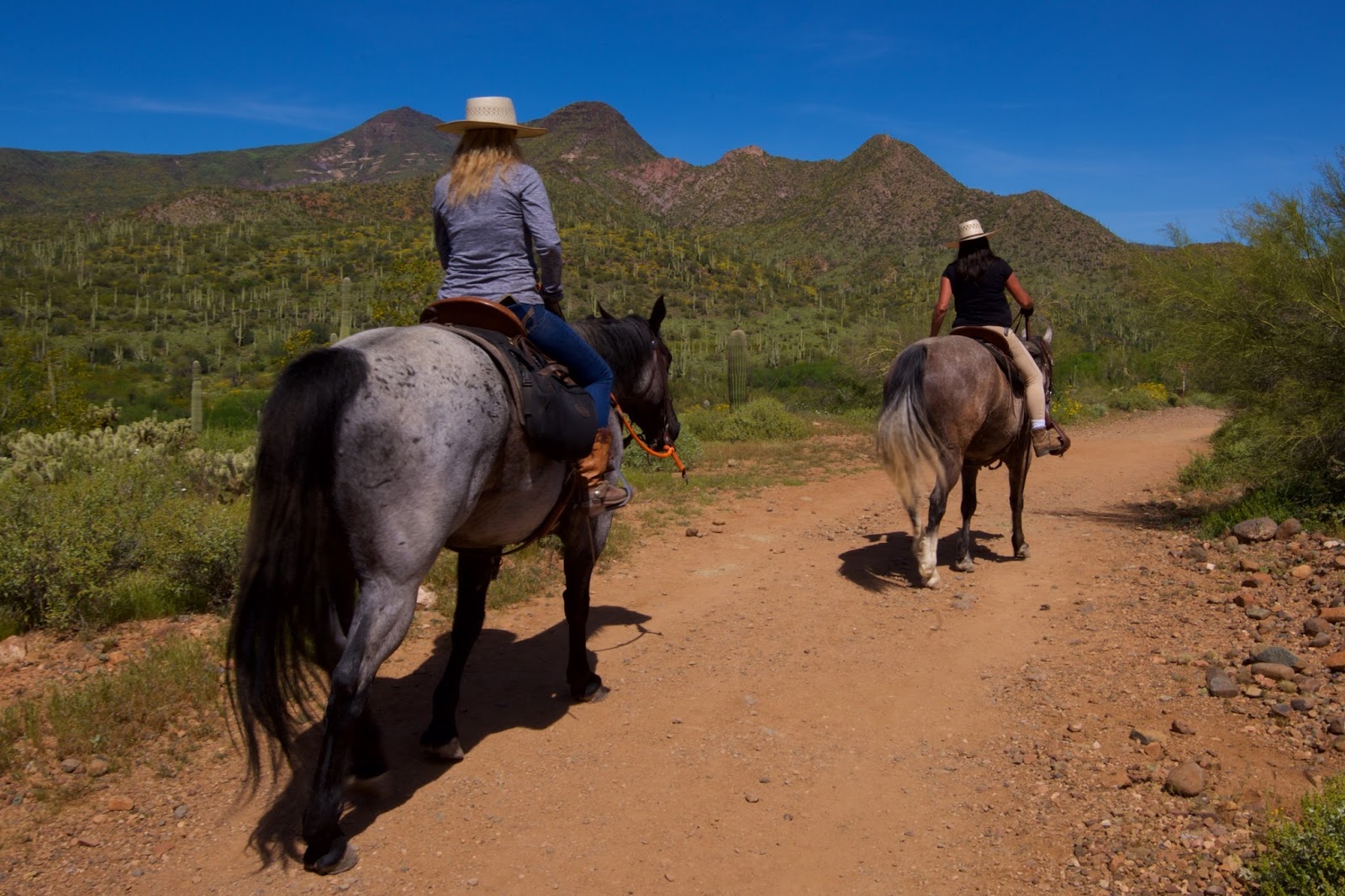 Thistle Dew Too: Spur Cross Ranch Conservation Area
