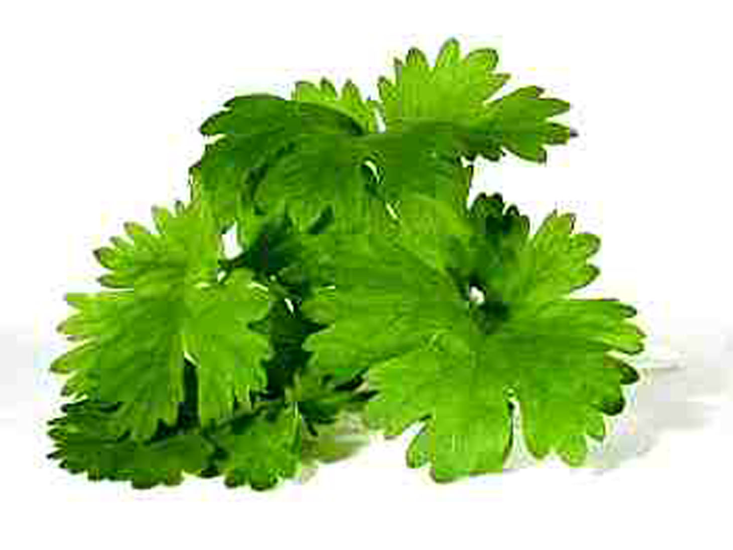 Plantas Milagrosas : Salsa Benefícios e Qualidades