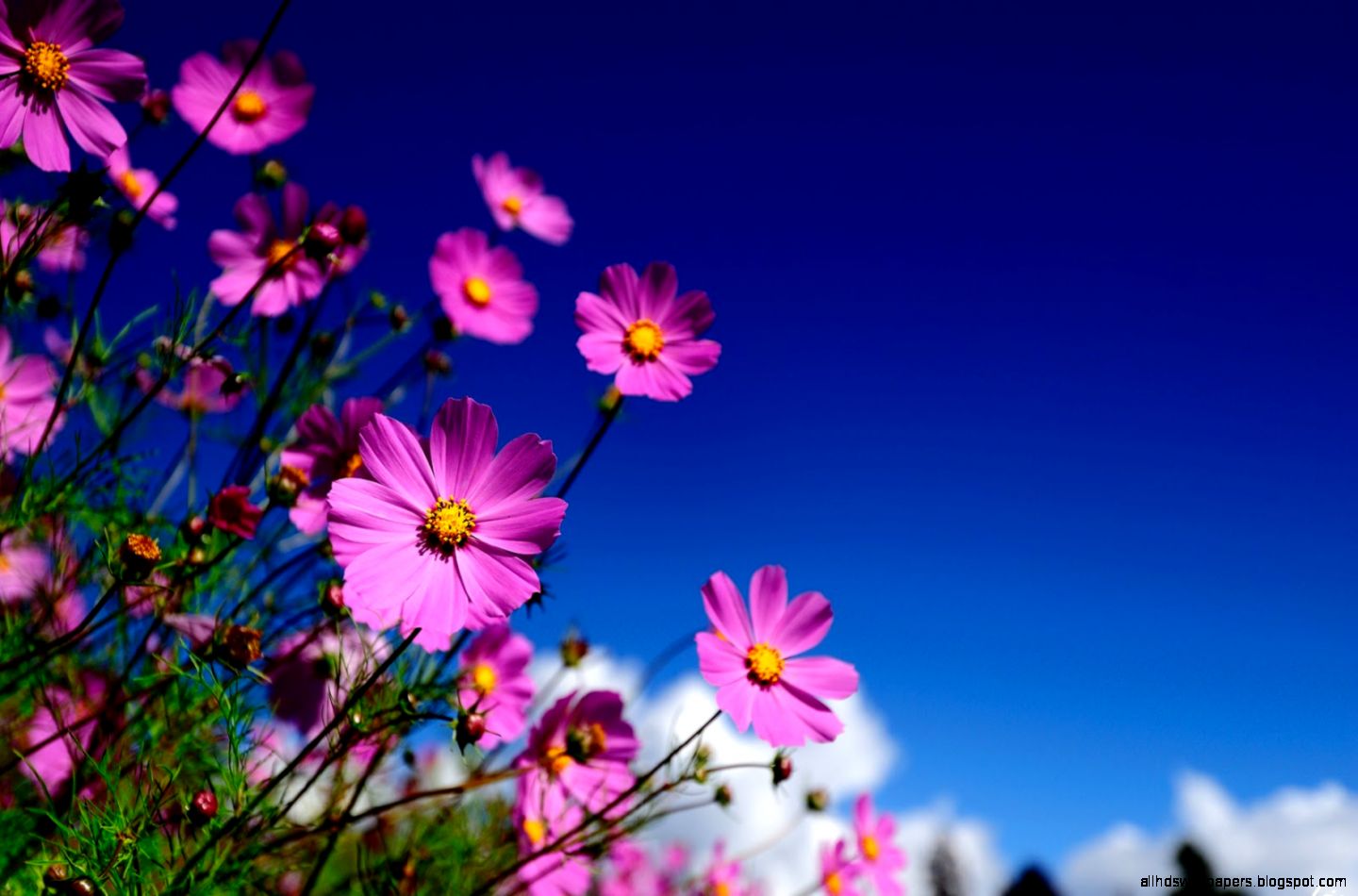 Interactive Desktop Backgrounds - HD Desktop Wallpapers