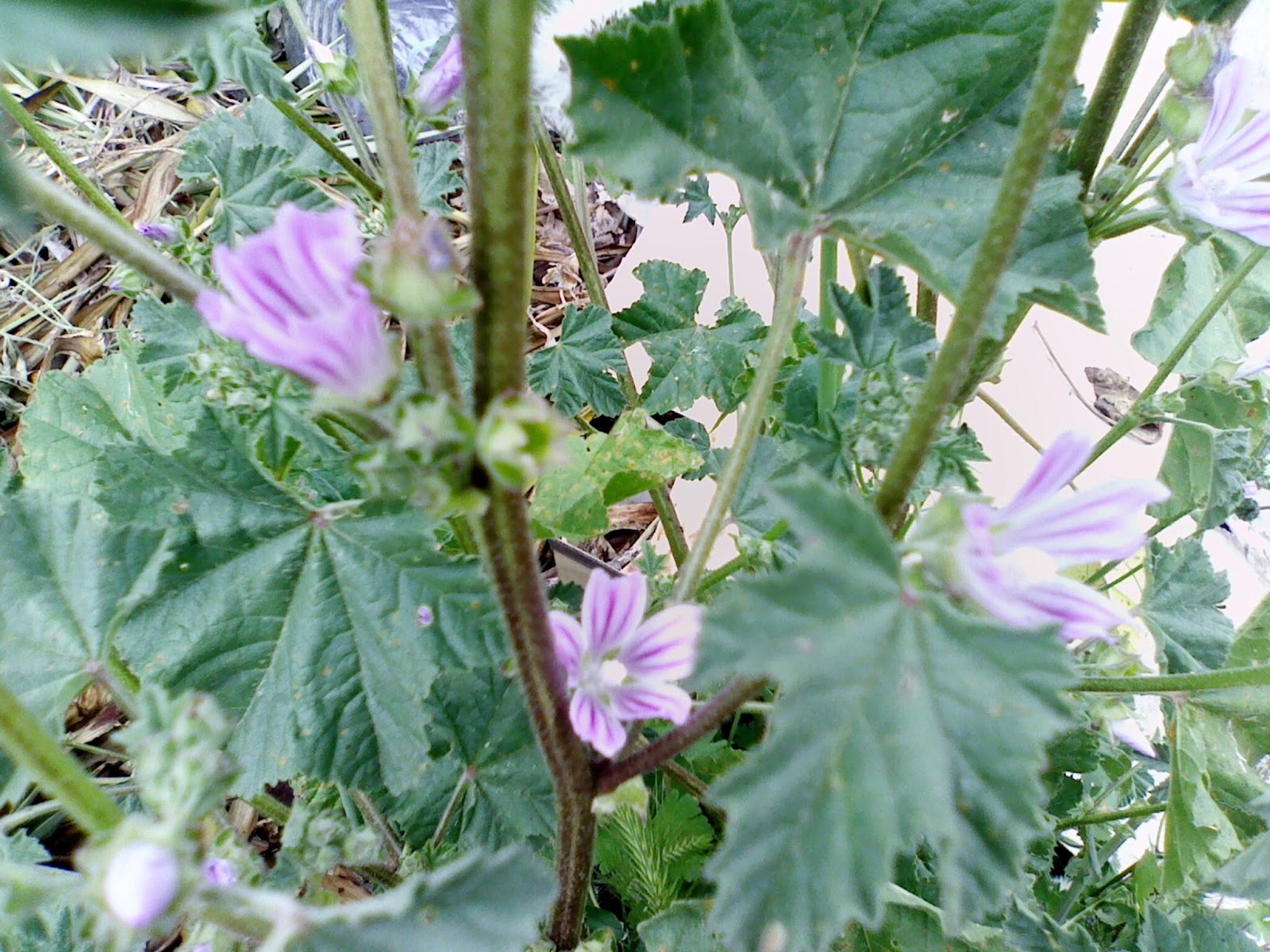 JORNAL PONTO COM: A malva.