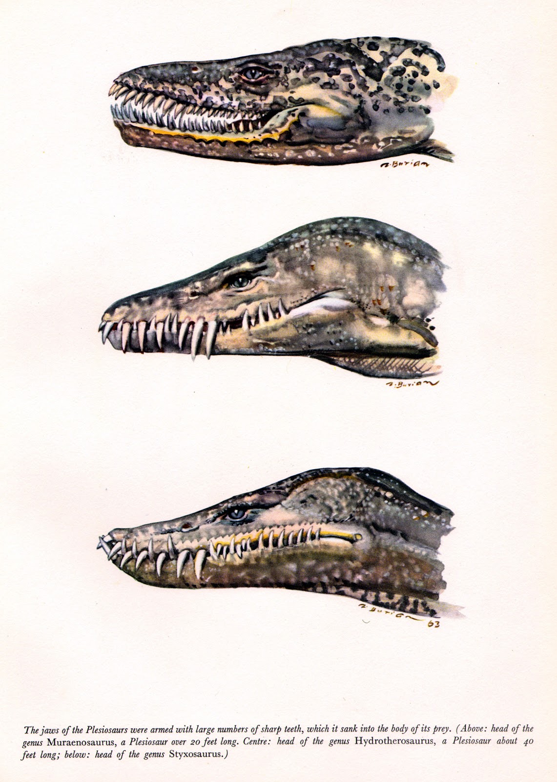 Zdeněk Burian: Plesiosaurs