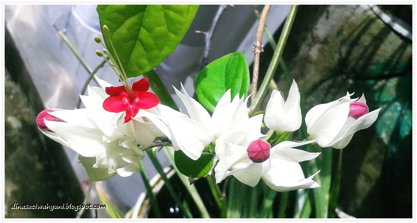 KLASIFIKASI ILMIAH BUNGA NONA MAKAN SIRIH BESERTA MANFAATNYA | JDSK