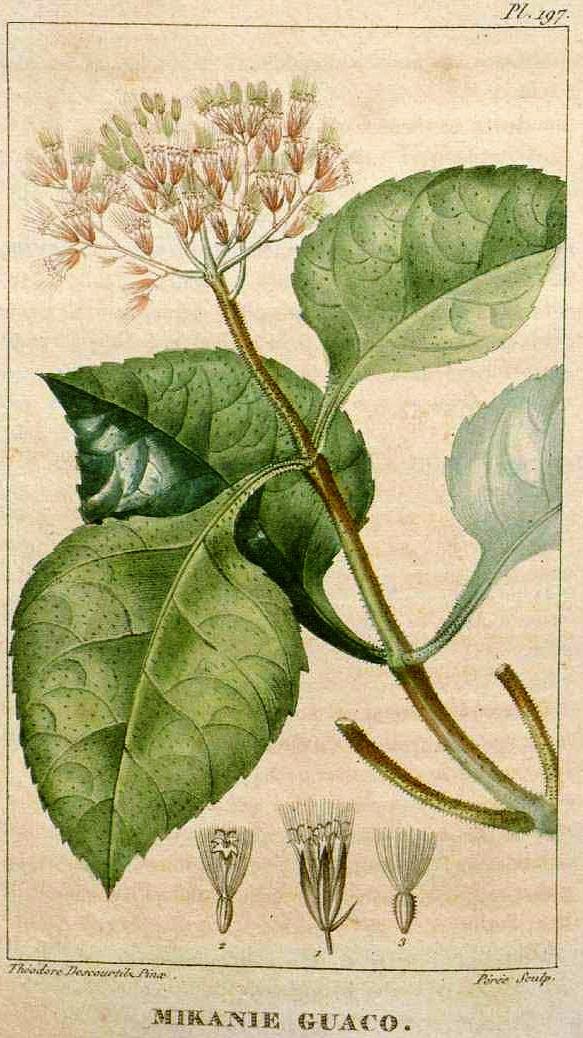 HISTORIAS ZOOLOGICAS: EL MACAGUÁ O GUACO (Herpetotheres cachinnans ...