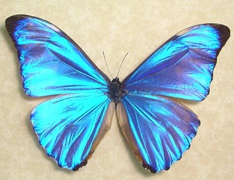 LAS COSAS DE FLORENCE: LA LEYENDA DE LA MARIPOSA AZUL