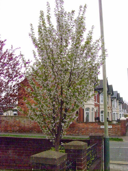 Michael Peverett: Prunus sequence UK