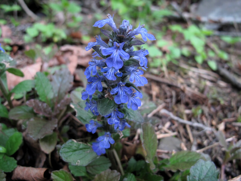 The Joyce Road Neighborhood: Wildflower - Bugleweed