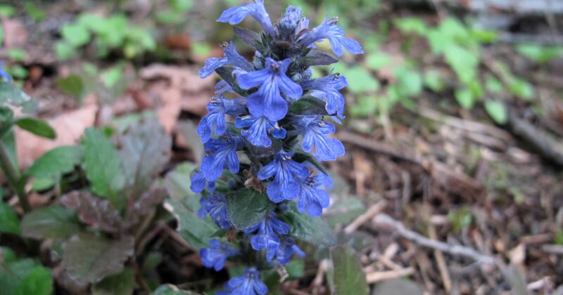 The Joyce Road Neighborhood: Wildflower - Bugleweed