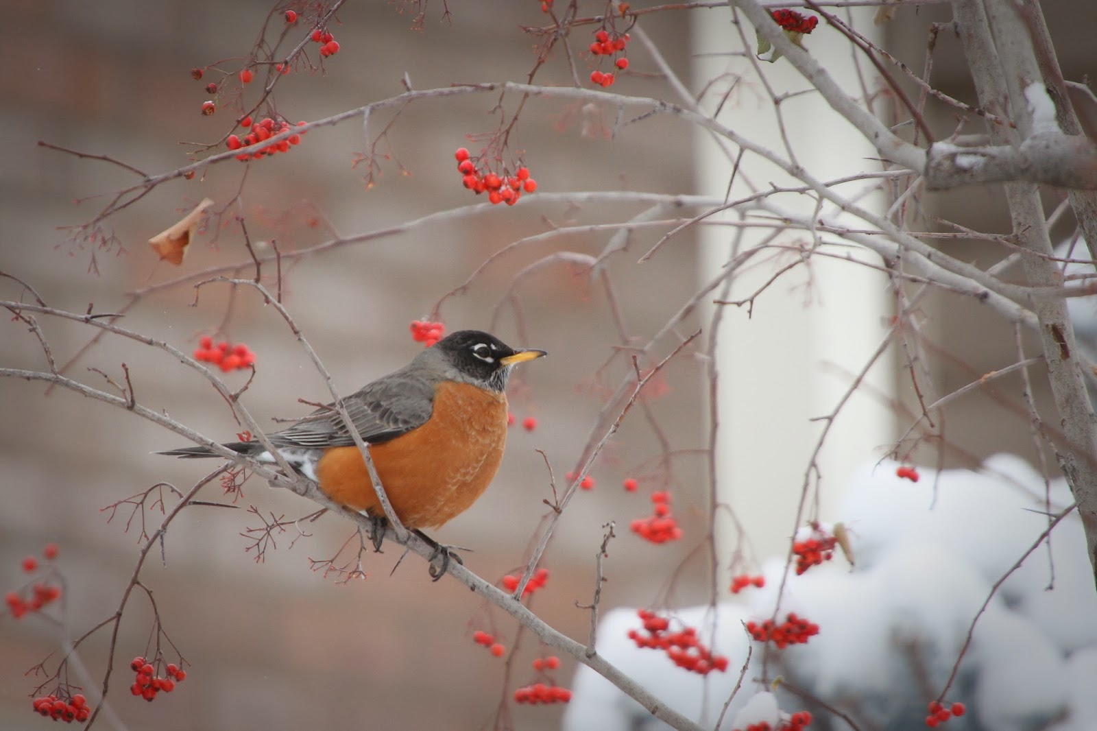 Calico's Nest: American Robin in Winter