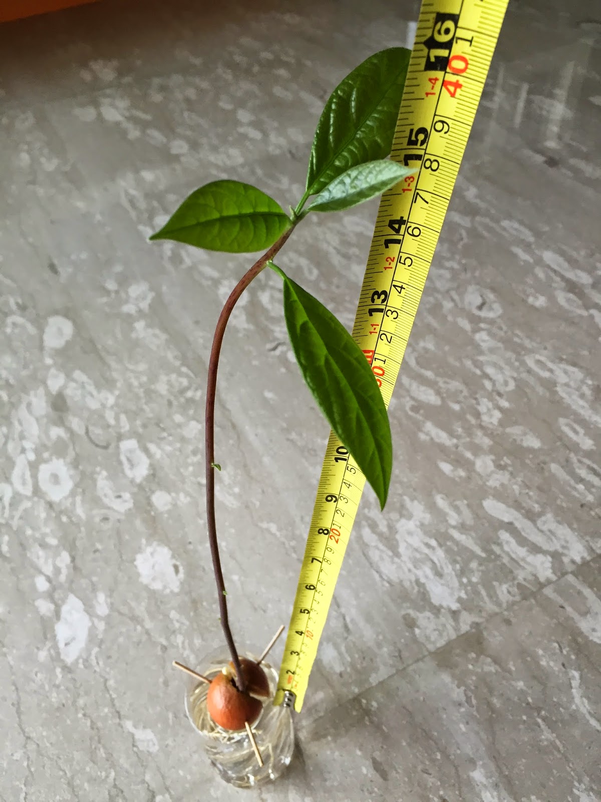 SG My Garden Is Good: Second Avocado seedling