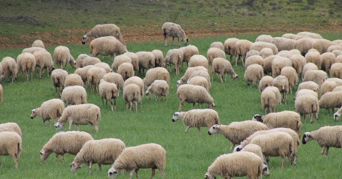 INFIRMOR SED POTENS (Cuando soy débil, entonces soy fuerte: 2 Cor 12 ...