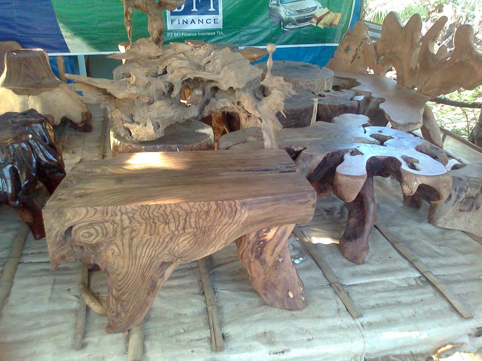 AKAR KAYU RIMBA RAYA