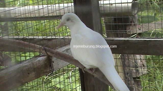 Perkutut Putih Mata Merah Tembus Cahaya Cocok Ritual Lurah - Kicau ...