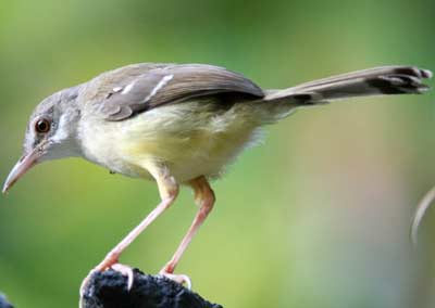 Jendela Hewan: Cara Memilih dan Merawat Burung Prenjak