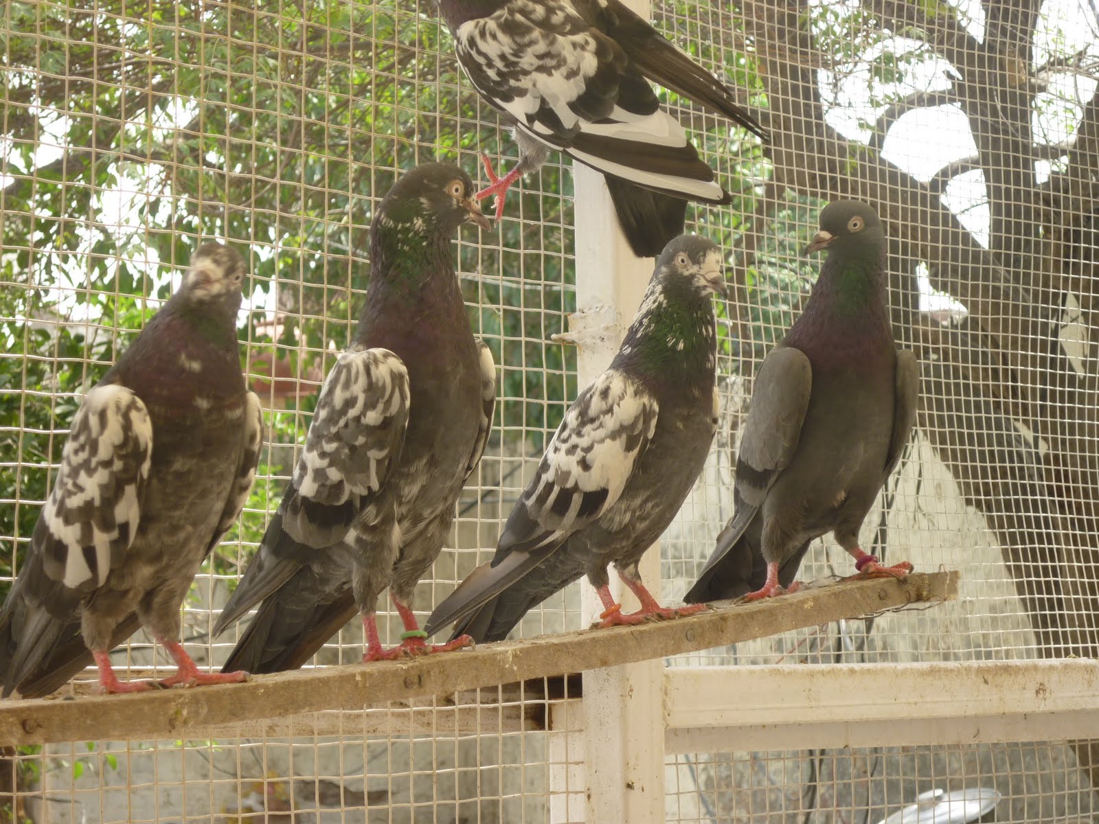 Kabootar ~ Kabootar Baaz | Pakistani Tipplers | Pigeons Photos ...