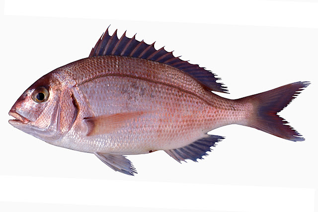 ΨΑΡΕΜΑ ΚΑΙ ΕΙΔΗ ΨΑΡΙΩΝ: Φαγκρί.