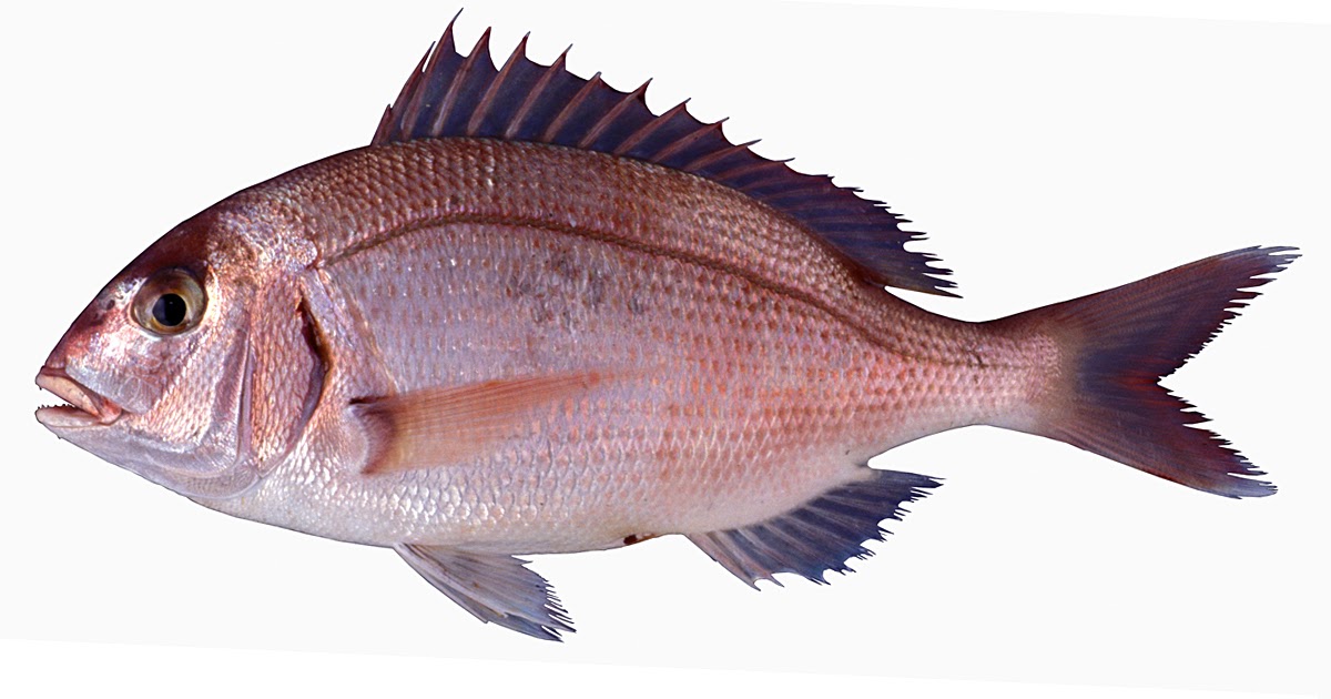 ΨΑΡΕΜΑ ΚΑΙ ΕΙΔΗ ΨΑΡΙΩΝ: Φαγκρί.