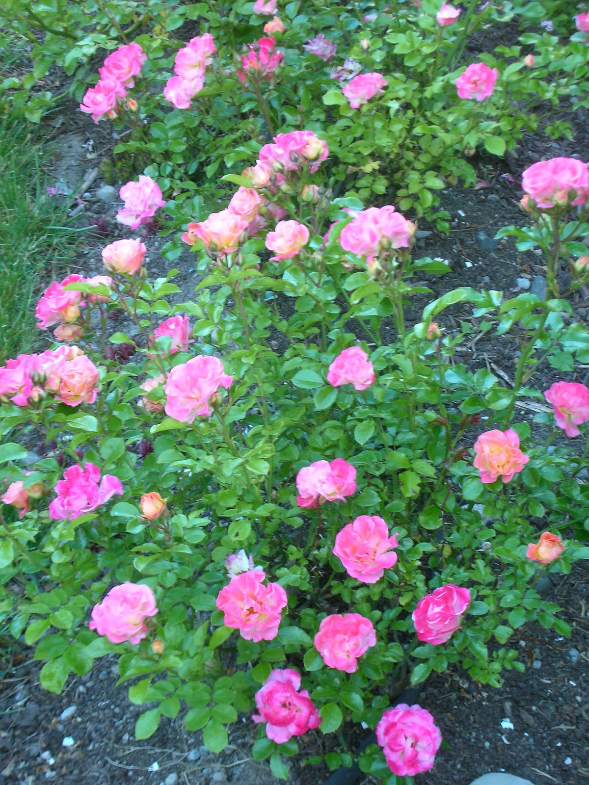 Julia's Gardens: Rosa 'Peach Drift'