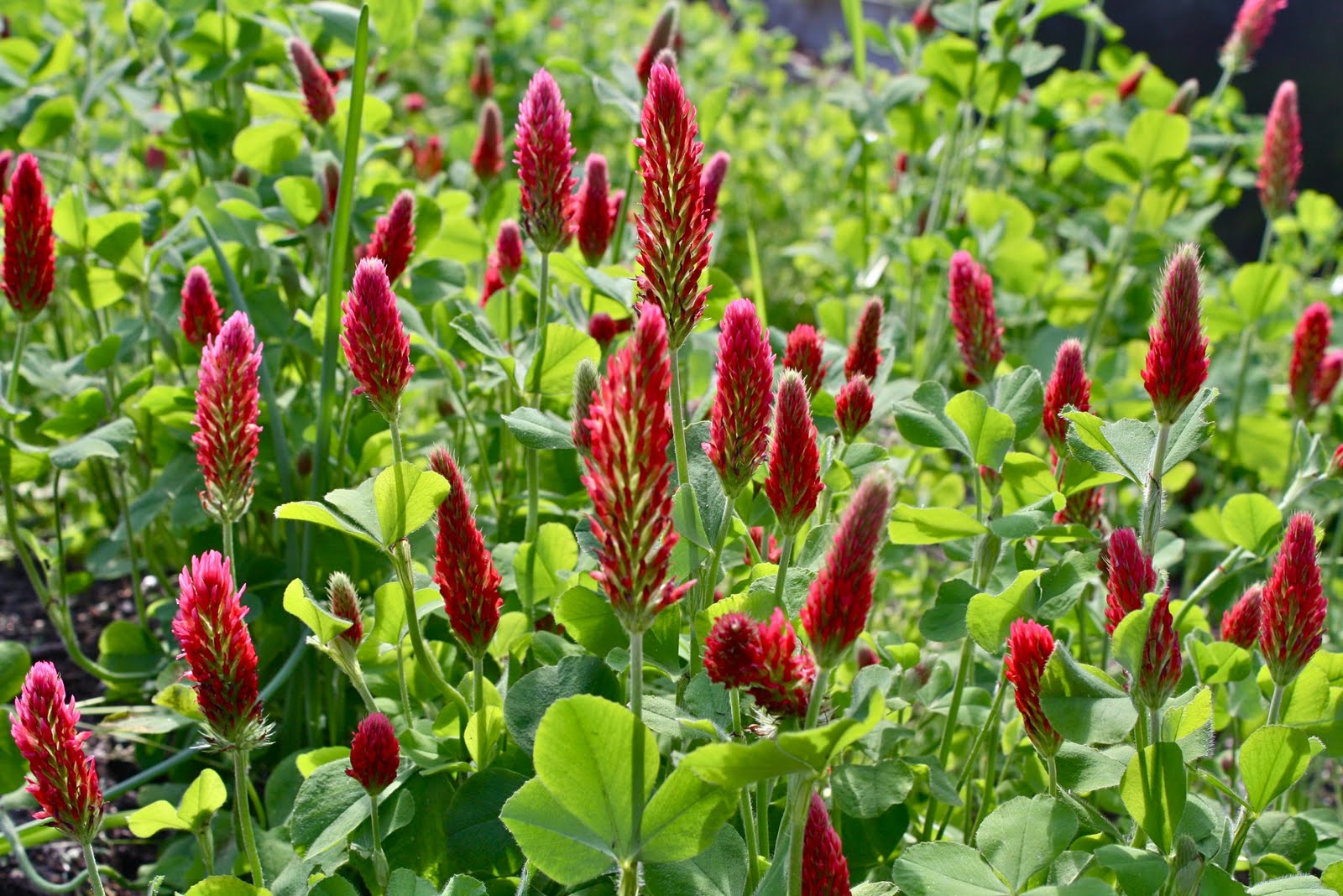 Seeds For Green Roofs: Trifolium rubens, Green Roof Plant Feather clover