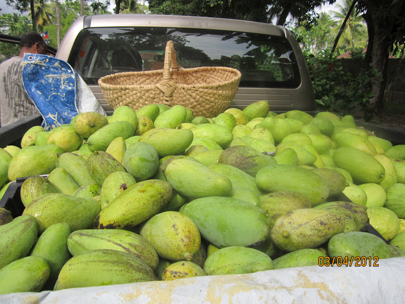 Vivre en Haïti au quotidien: Le temps des mangues en Haïti