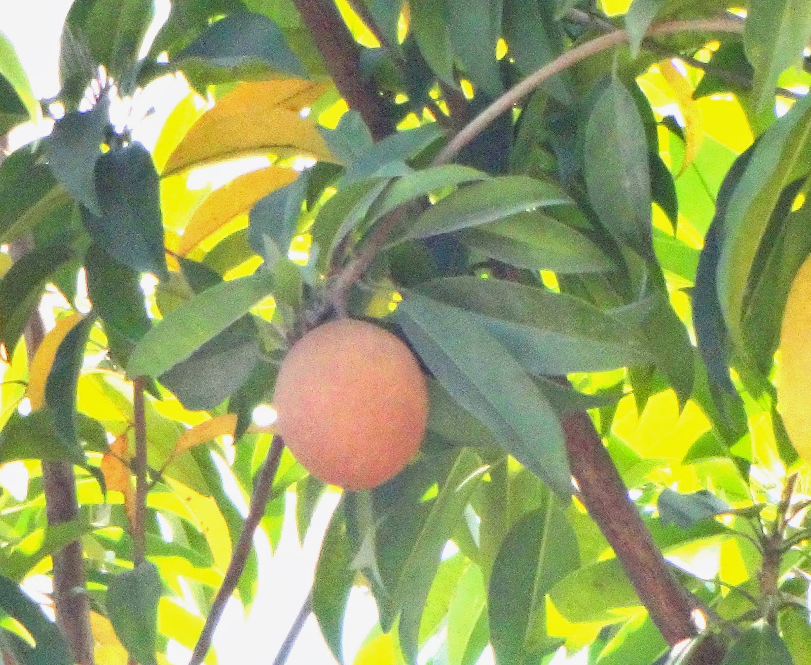 Low Fat Whole Wheat Sapodilla (Chikoo) Date Cake (Egg less) | Ambrosia