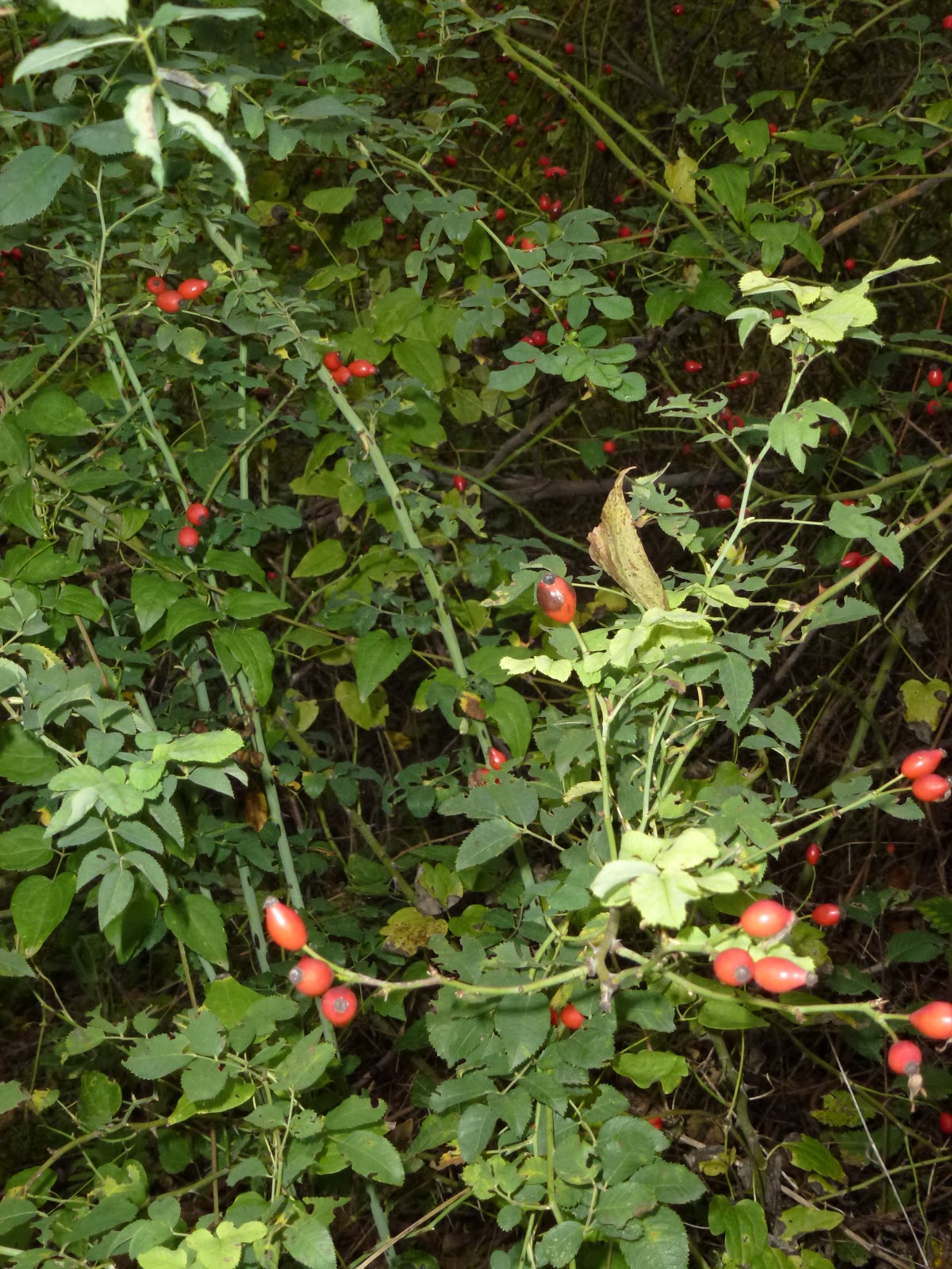Mammaeco: Semi di rosa selvatica..un regalo dal bosco