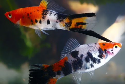 Swordtails ~ Aquatic Animals