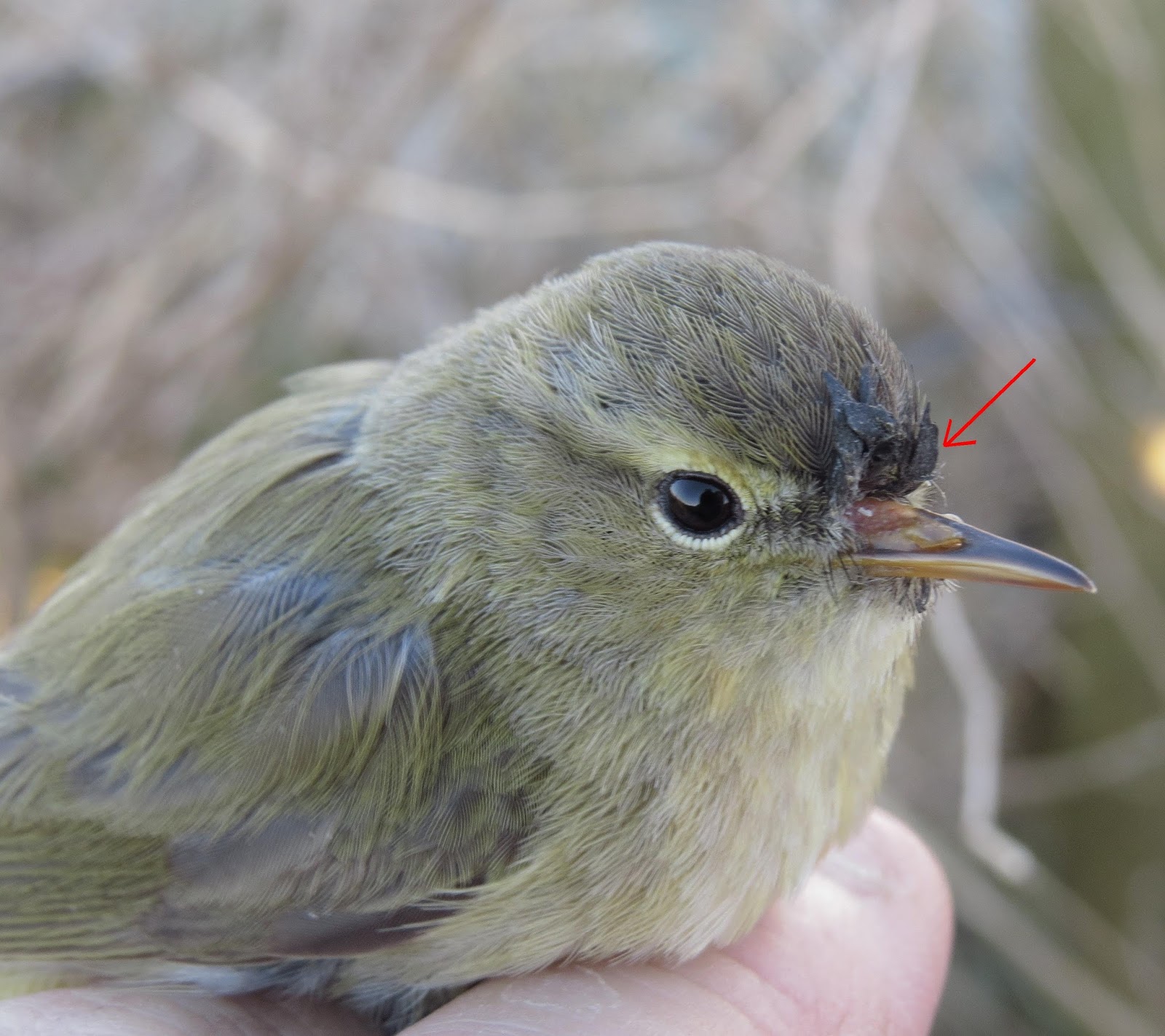 The Hairy Birder: Pollen Horns