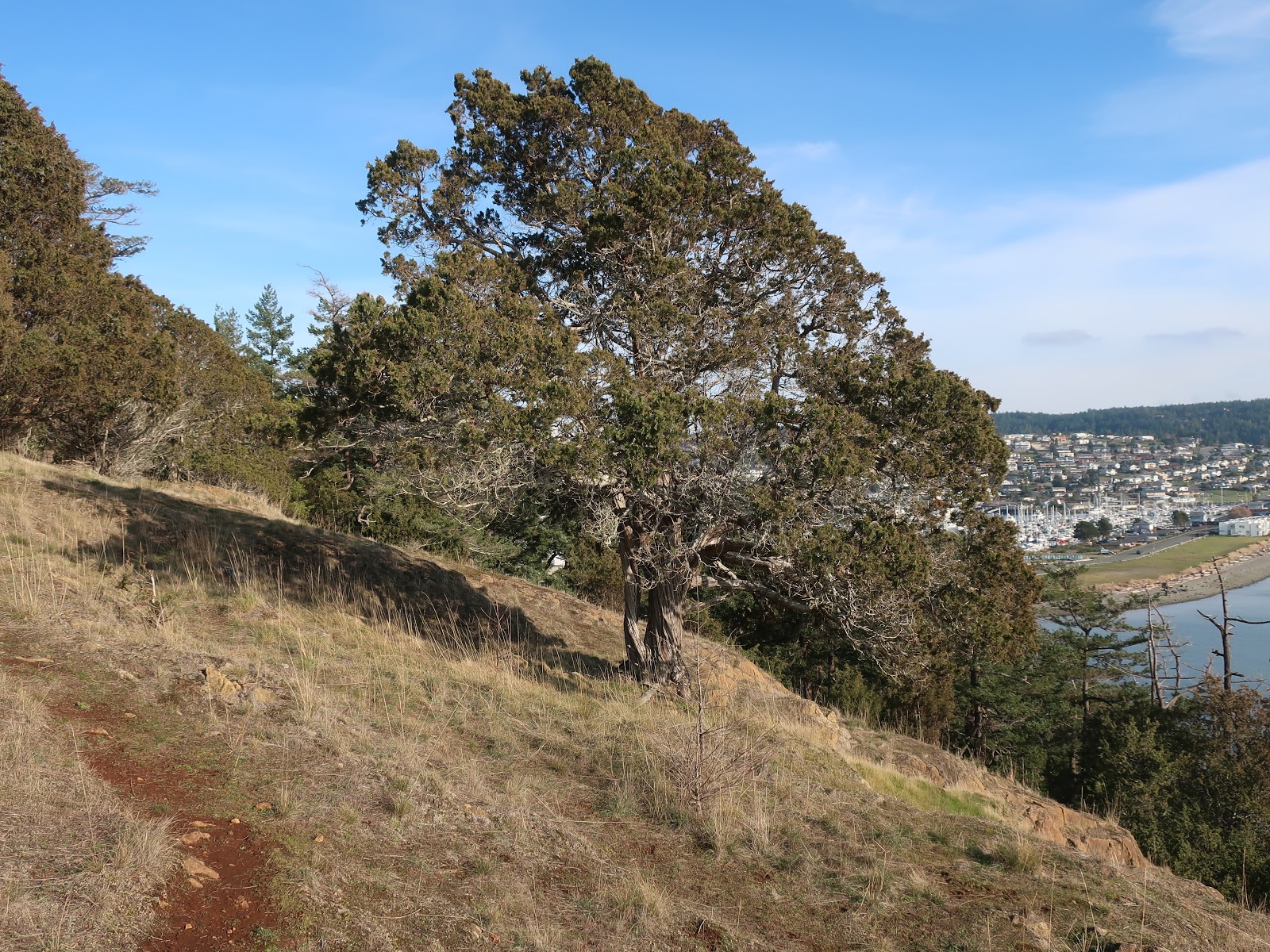 Reading the Washington Landscape: Western Washington Juniper Forest in ...