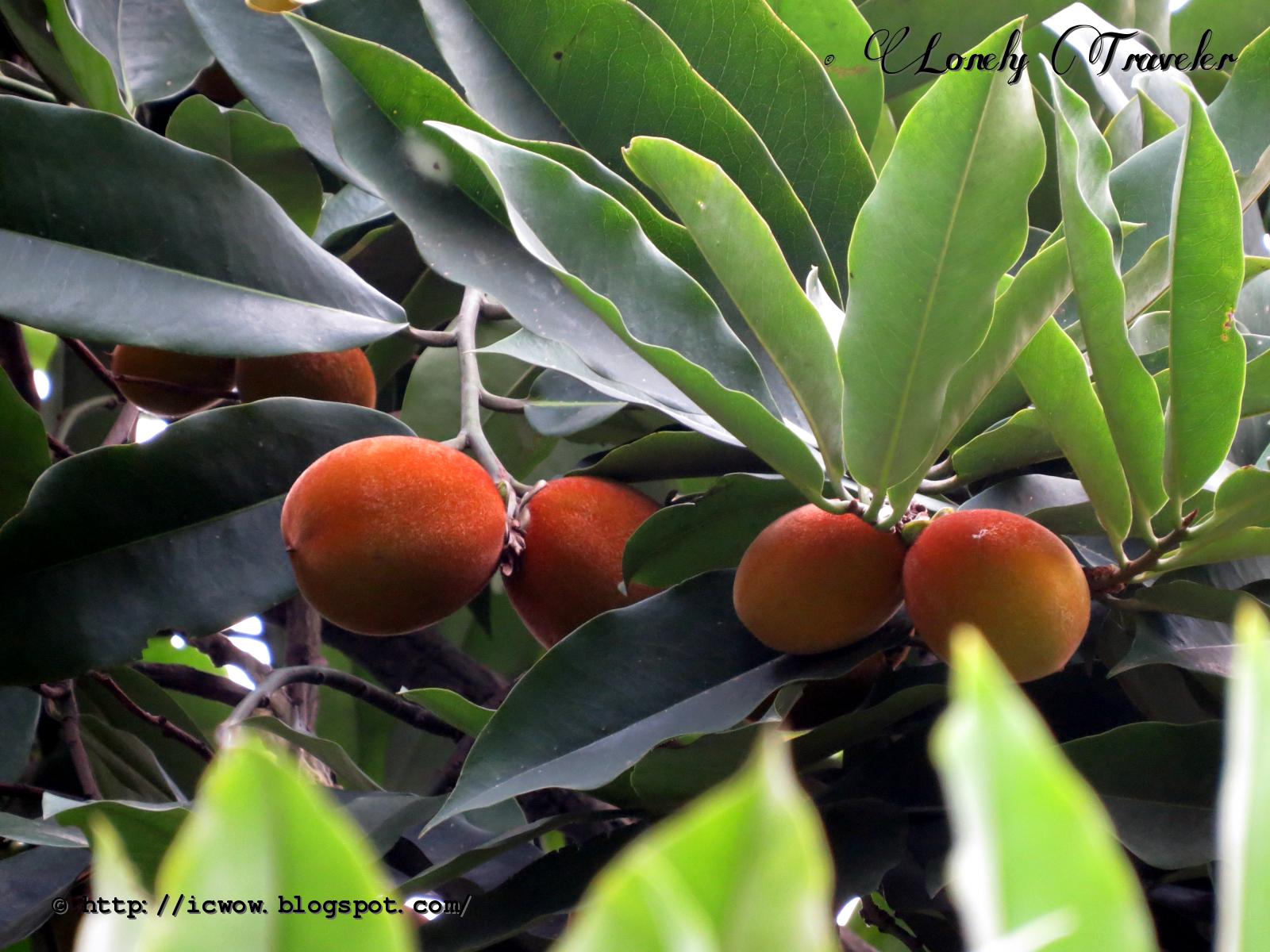 Bilati Gaab (বিলাতি গাব) Diospyros blancoi