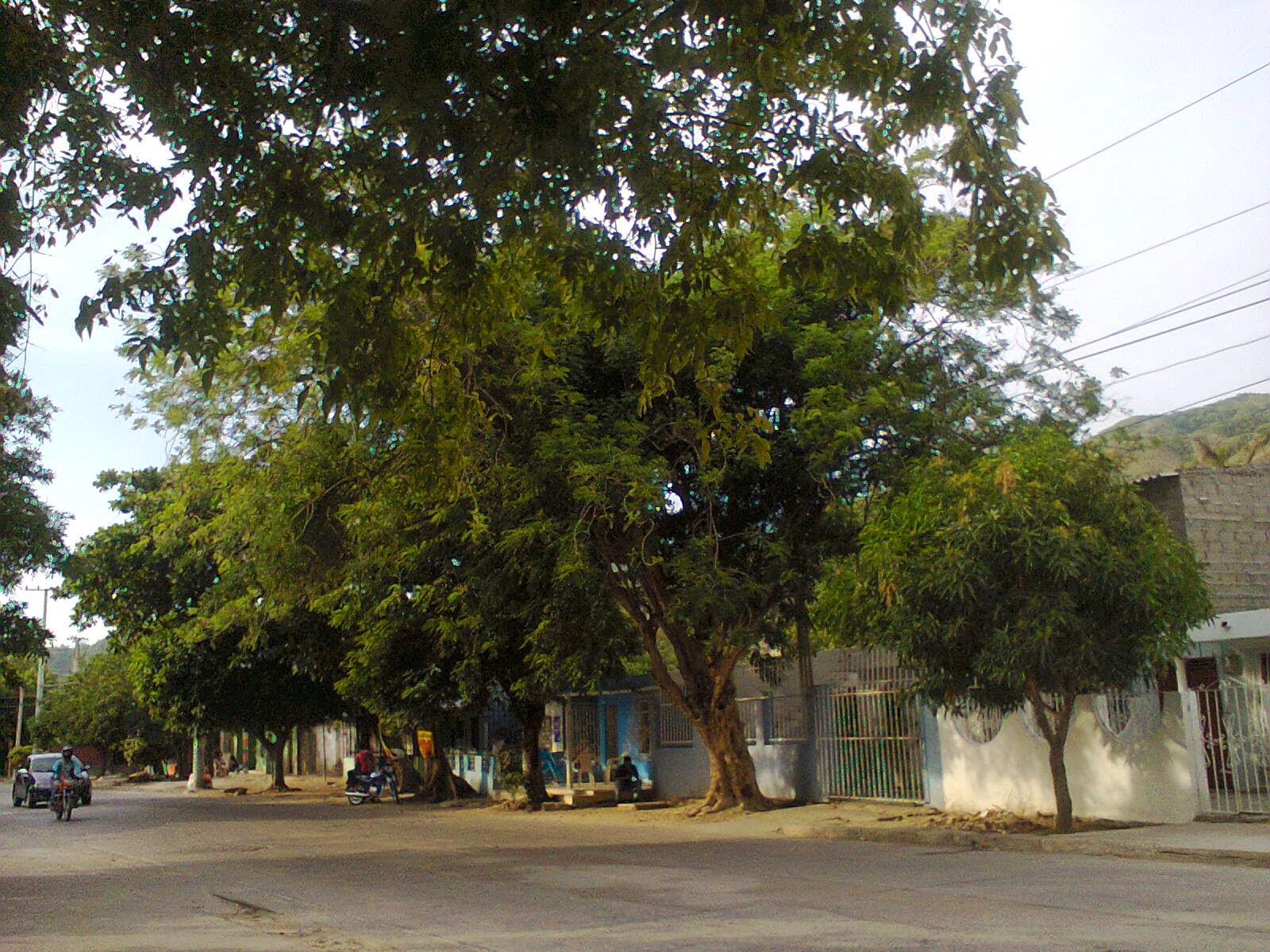 Santa Marta, sus especies vegetales : MATARRATÓN (Gliricidia sepium)