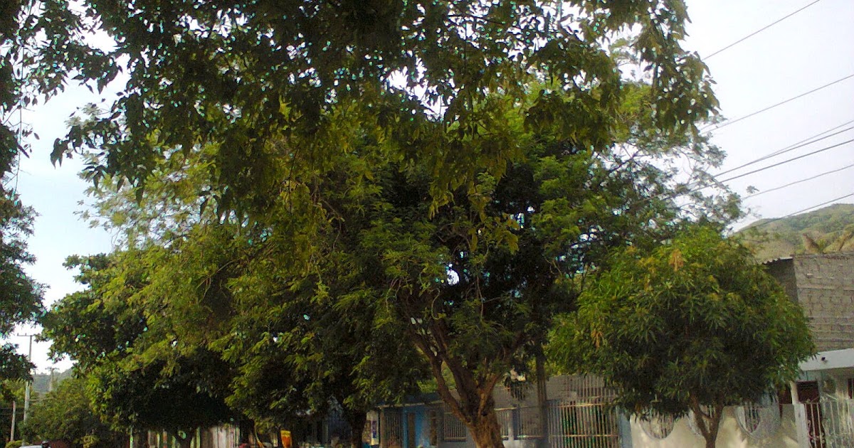 Santa Marta, sus especies vegetales : MATARRATÓN (Gliricidia sepium)