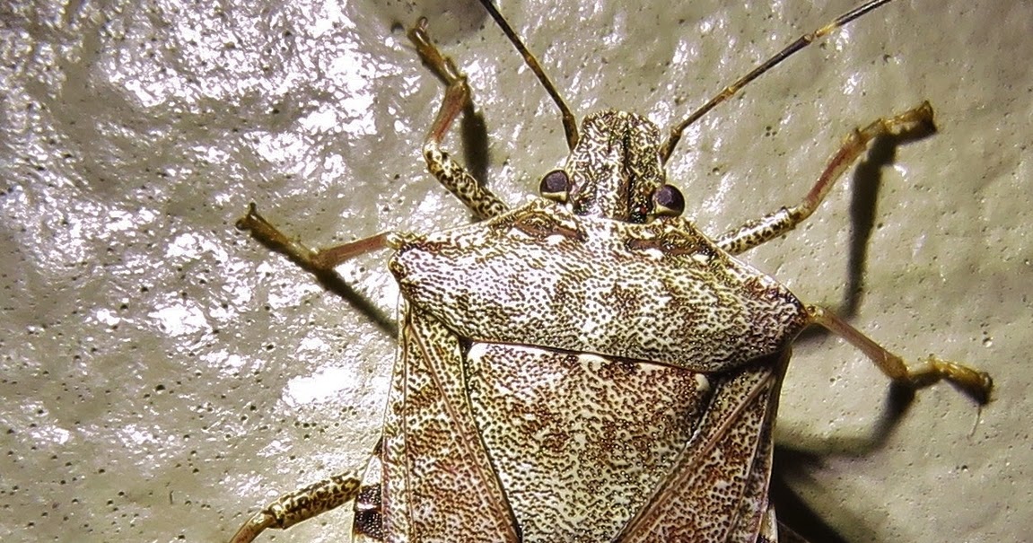 Insects in the City: Watch this bug