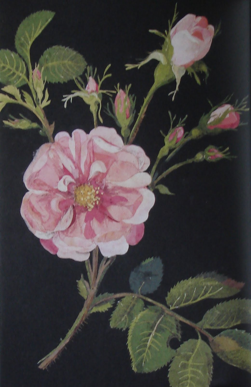 Blue Starr Gallery: Mary Delany