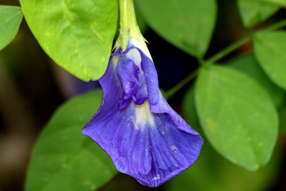 Cherishing India.....: Flowers of Odisha: part III......