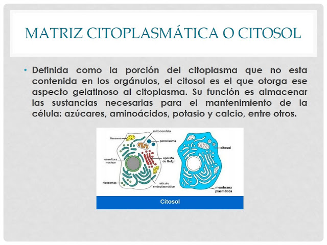 BIOLOGIA CONTEMPORANEA 2019: MATRIZ CITOPLASMÁTICA Y CLOROPLASTOS