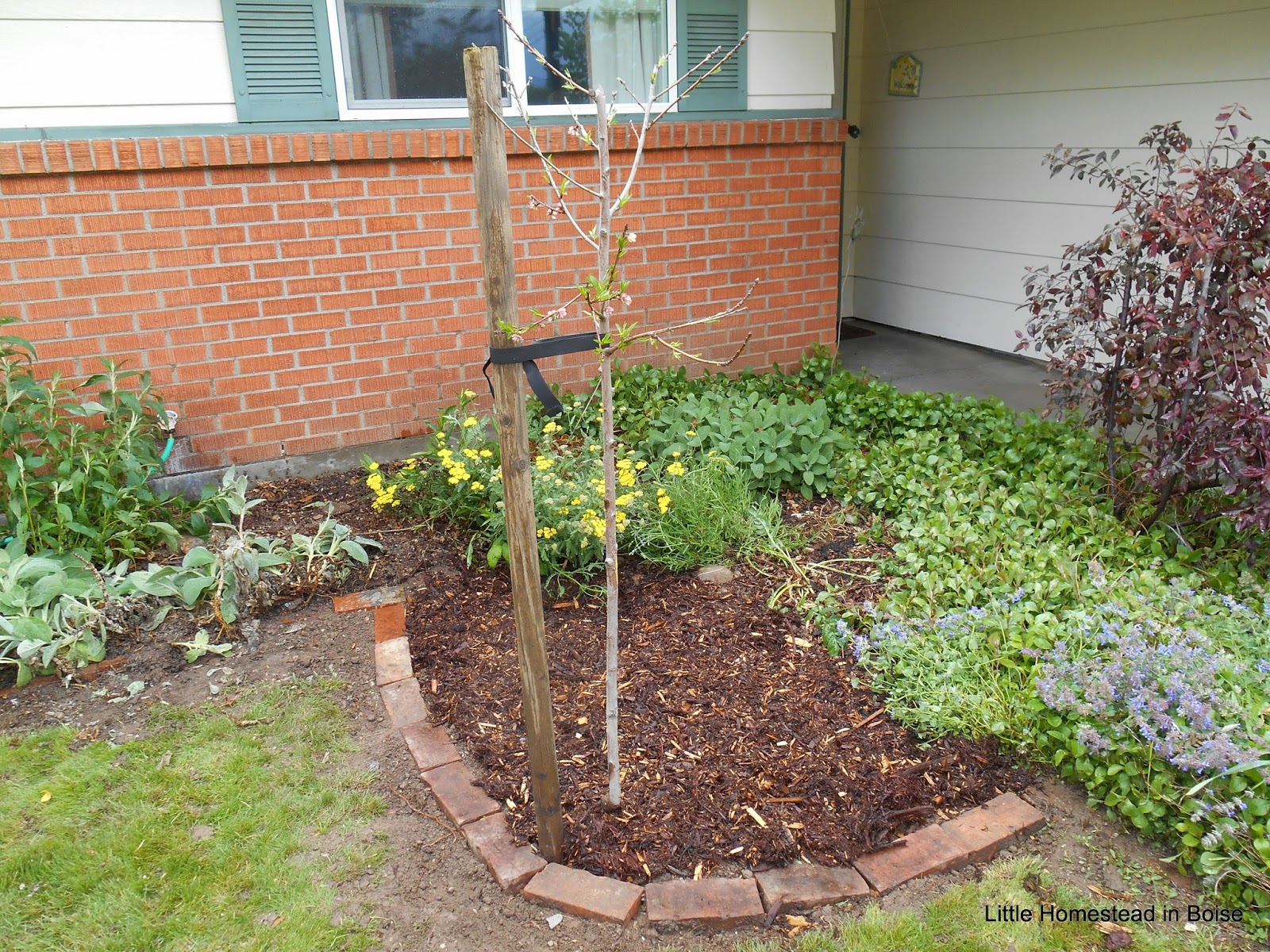 Little Homestead In Boise : How To Add A Fruit Tree To Your Existing ...