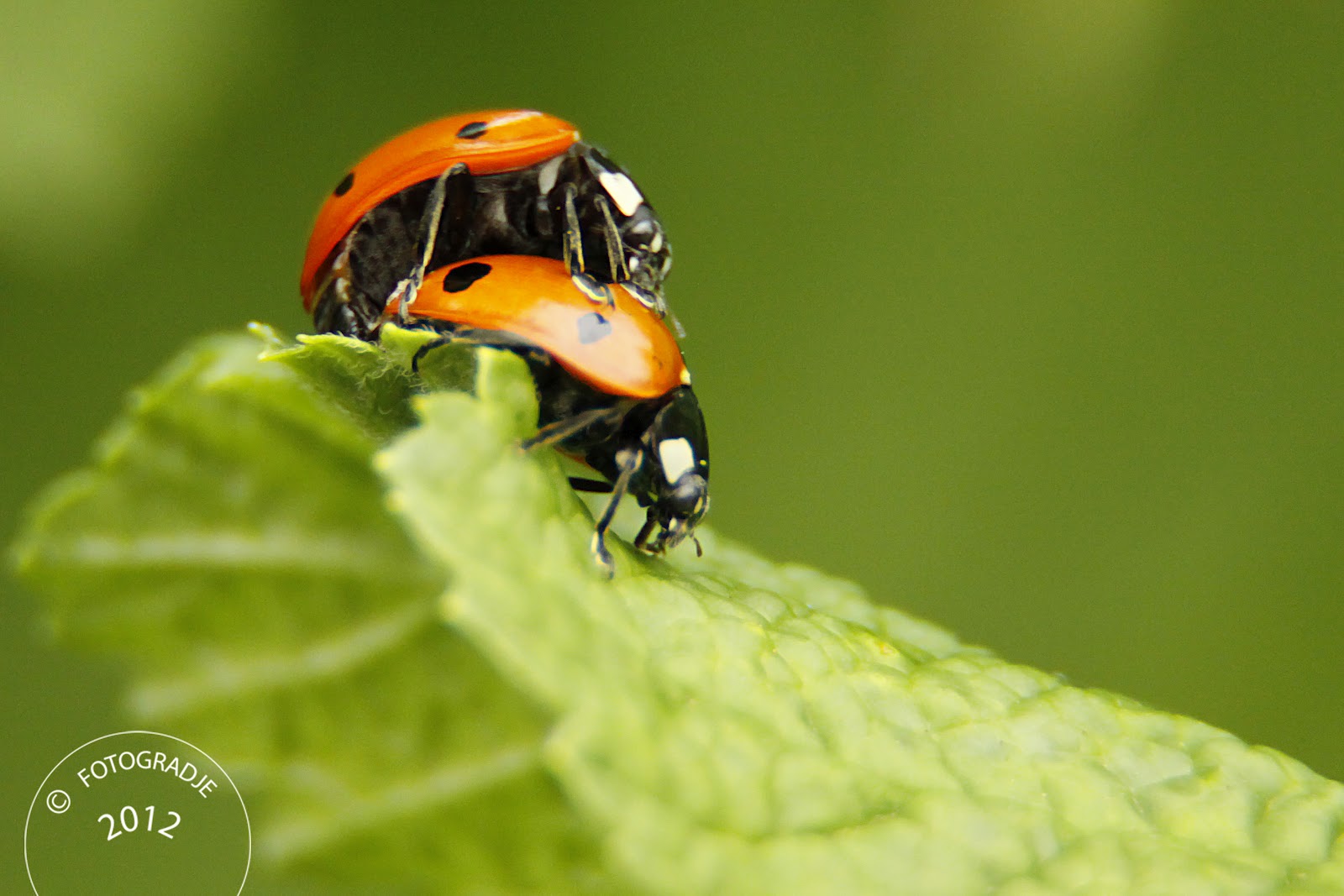 Fotografie als hobby: Macrofotografie