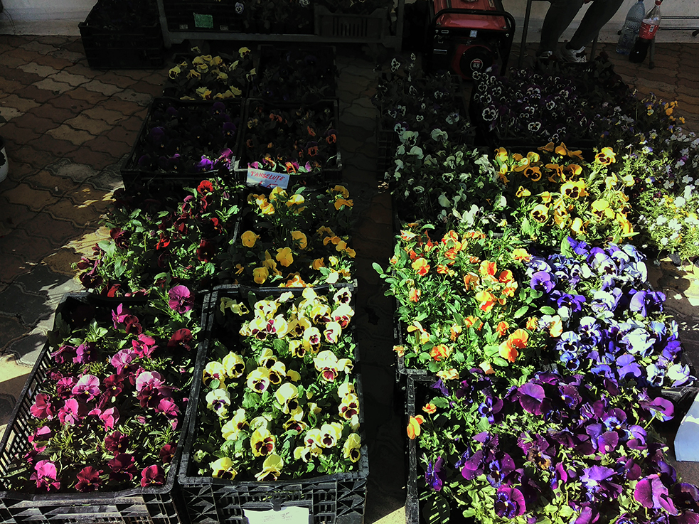 Blogul Simonei: Simfonie 2018. Flori în formă continuată