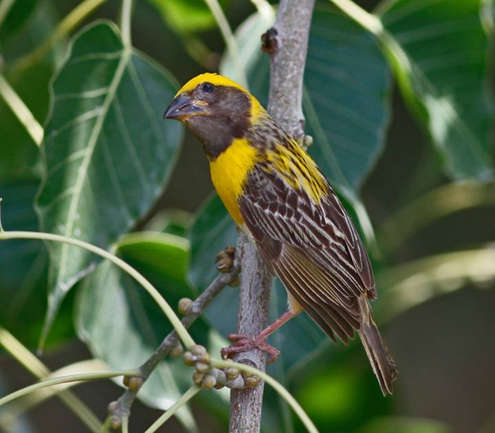 BHILAI EXPRESS: BIRDS @ RCET-BHILAI