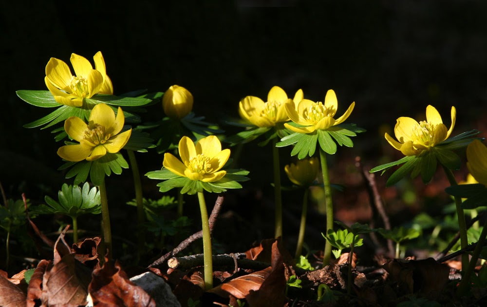 WildlifeTring: Winter Aconite