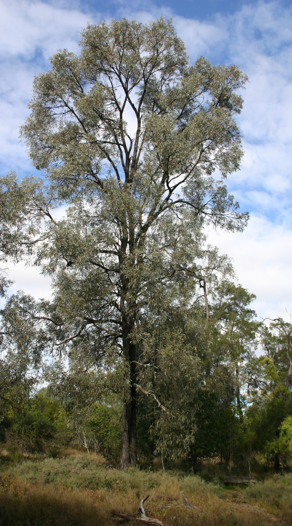 Toowoomba Plants: Brigalow
