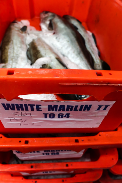 Through the Gaps! - Newlyn Fishing News: Monday morning fish market in ...