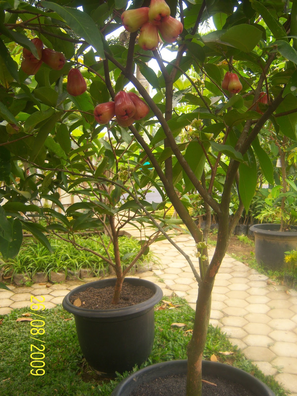 Cilengko bibit buah unggul: JAMBU AIR CITRA