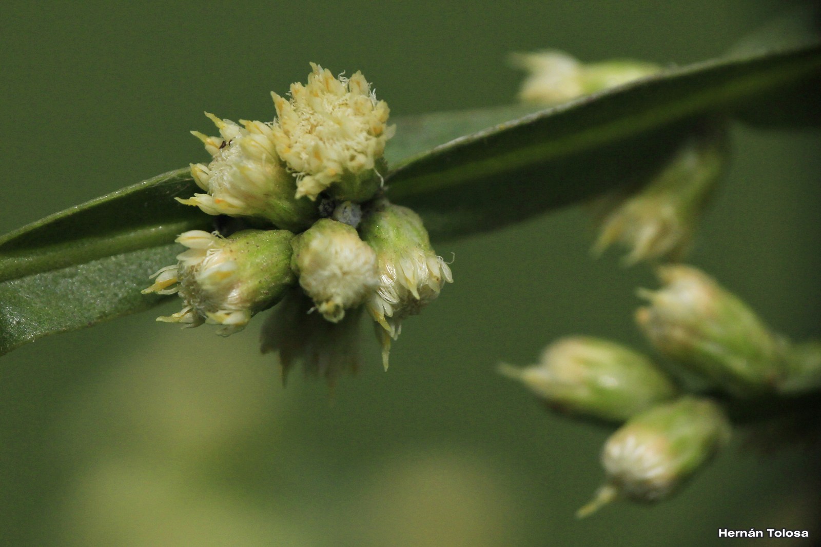 Flora Bonaerense: Carqueja (Baccharis trimera)