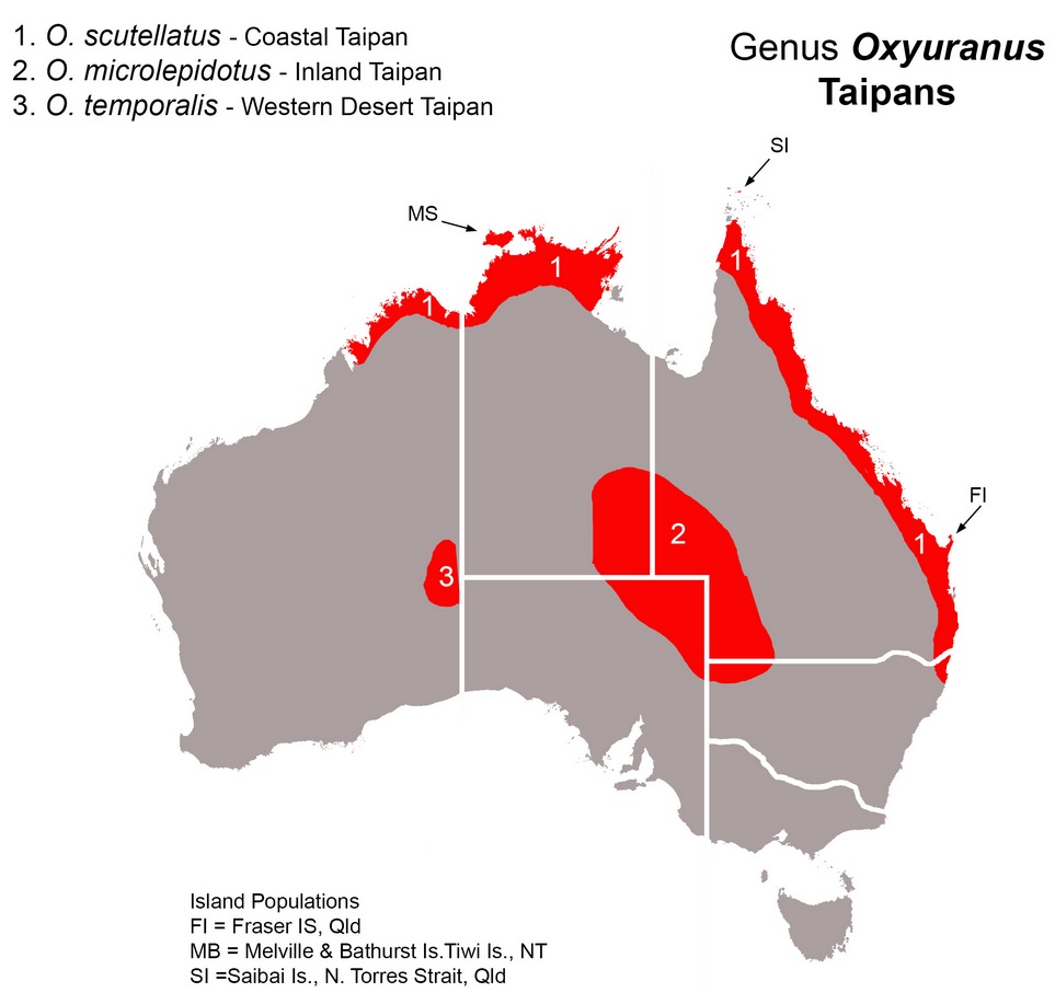 Top 5 Venomous Snakes in Australia | Australian Dog Lover