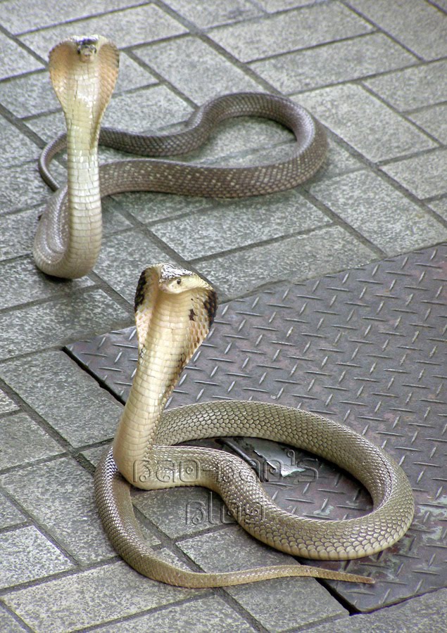 Bao-Bao's Blog: The Red Cross Snake Farm In Bangkok, Part 1