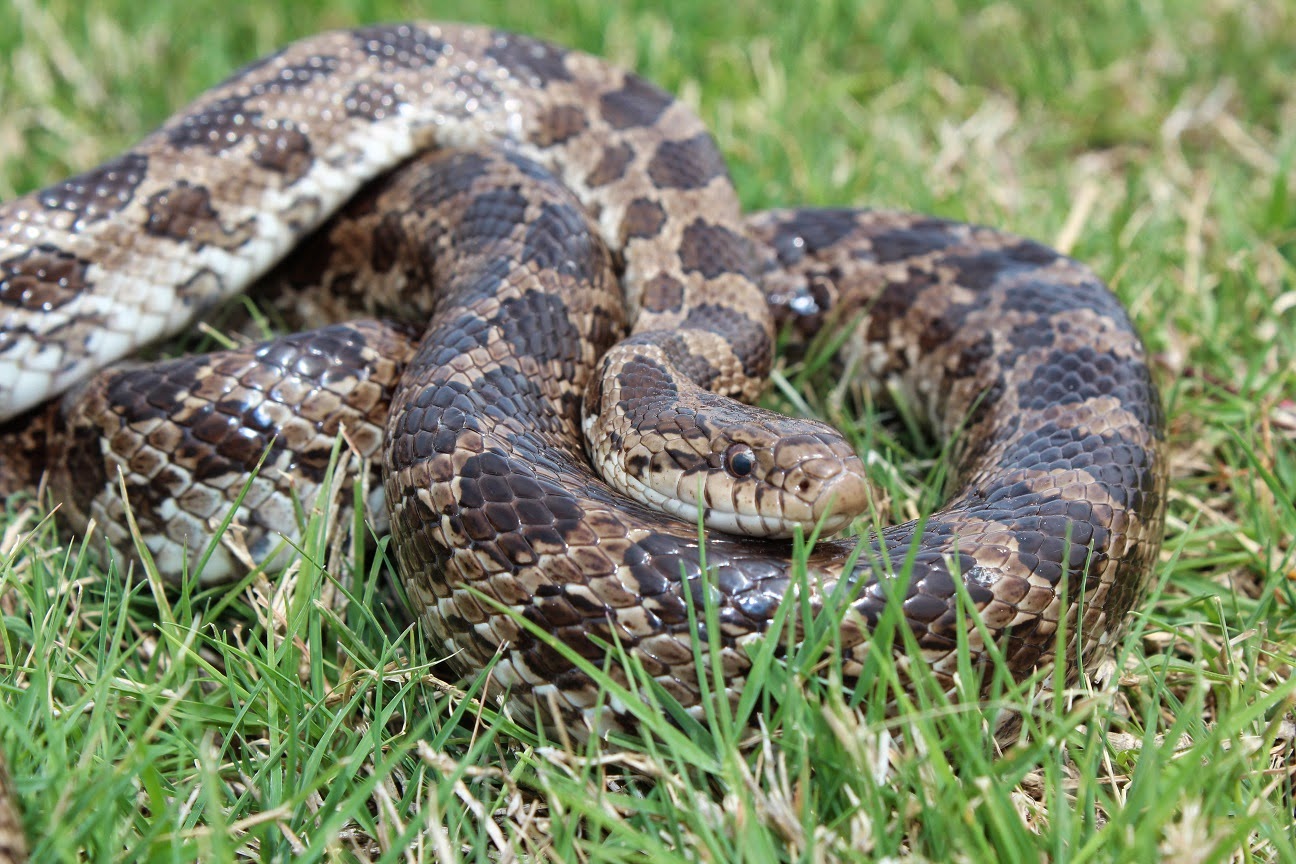 JaredDavidsonPhotography: Prairie Kingsnake photographs